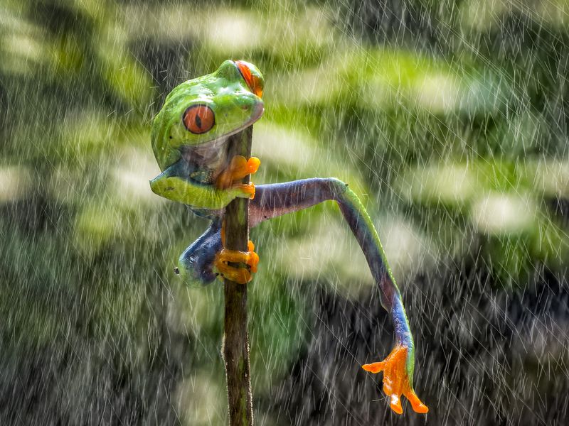 Rainy Frog | Smithsonian Photo Contest | Smithsonian Magazine
