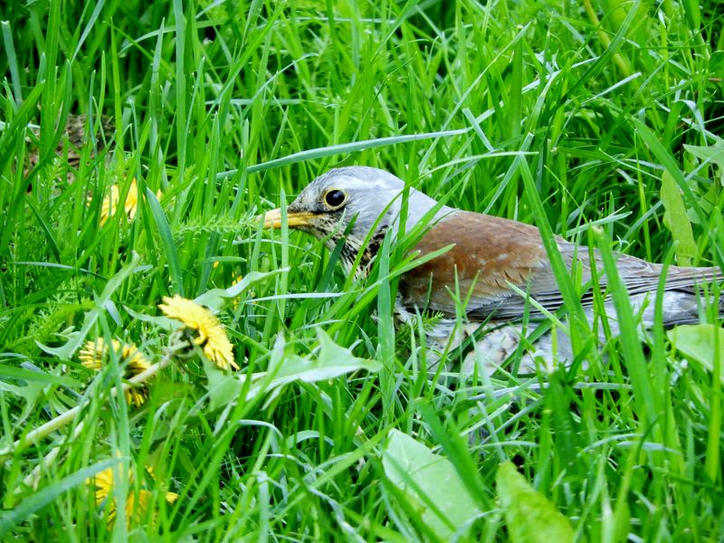 Bird in the grass | Smithsonian Photo Contest | Smithsonian Magazine