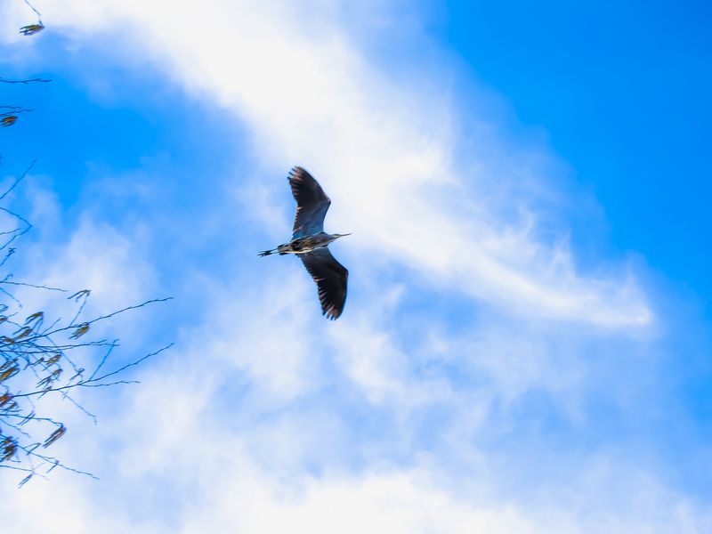 A Great Blue Heron Flying Overhead | Smithsonian Photo Contest ...