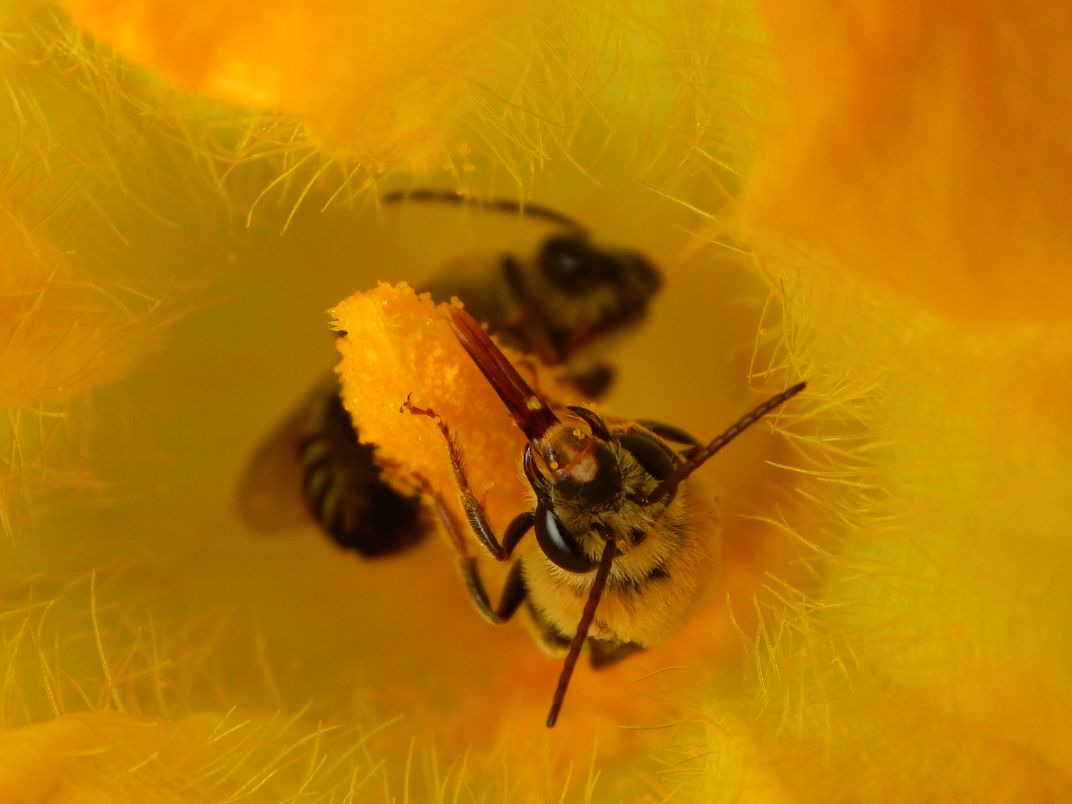 Pumpkin Pollinator | Smithsonian Photo Contest | Smithsonian Magazine