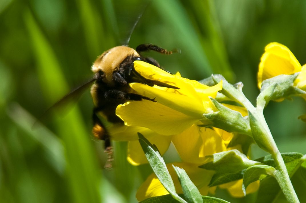 Rocky Mountain bee | Smithsonian Photo Contest | Smithsonian Magazine