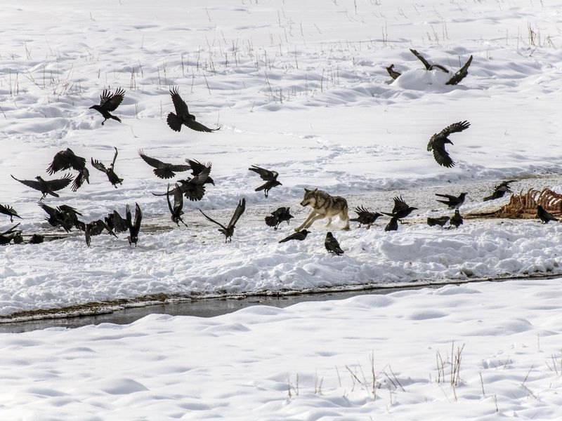 Wolf Chasing Ravens | Smithsonian Photo Contest | Smithsonian Magazine