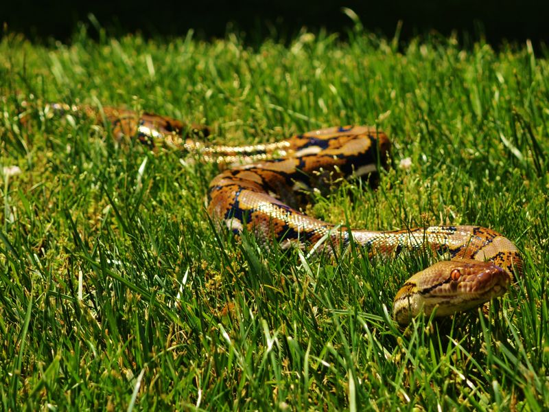 Burmese Python In The Grass Smithsonian Photo Contest Smithsonian Magazine