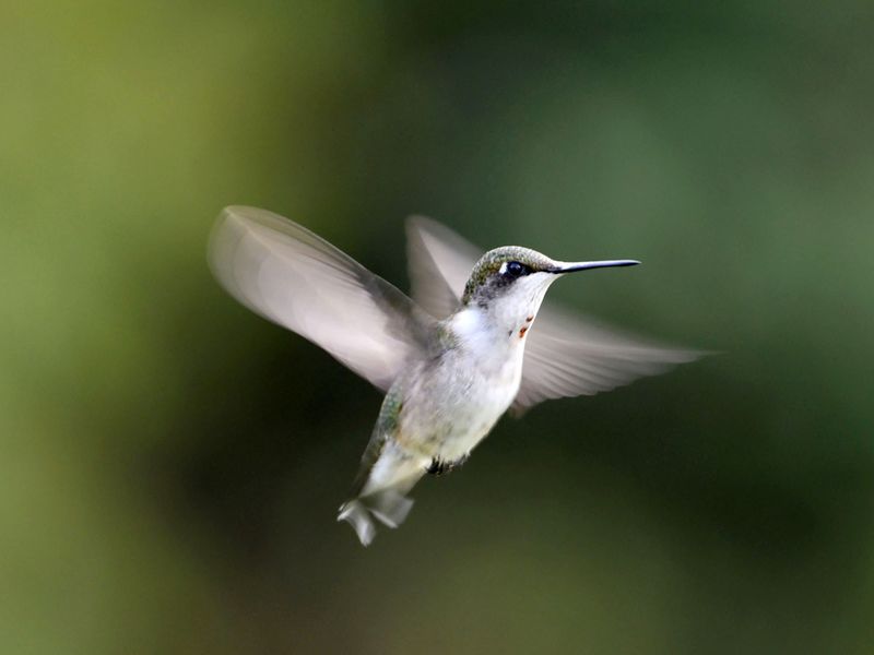 Female Ruby Throated Hummingbird | Smithsonian Photo Contest ...