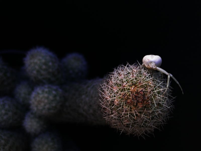 Disabled albino crab spider resting on cactus | Smithsonian Photo ...