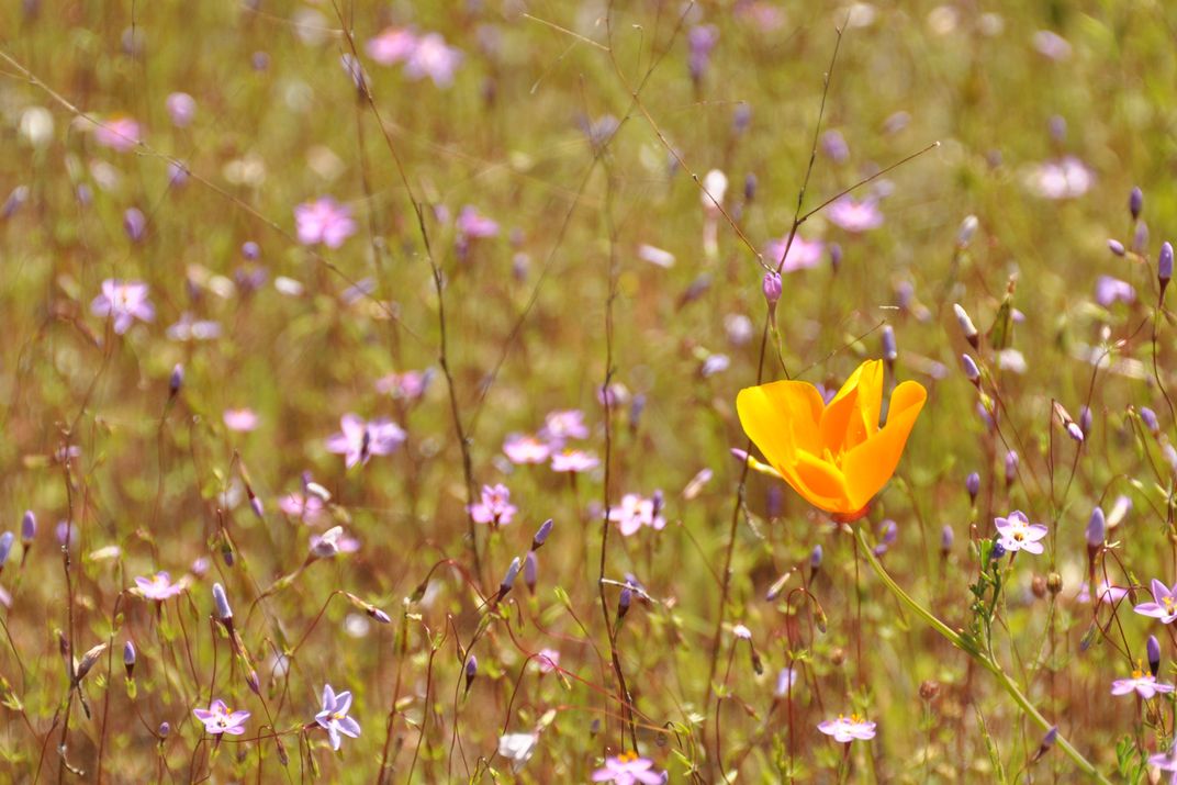 A lone poppy. The colors in this shot really caught my eye ...