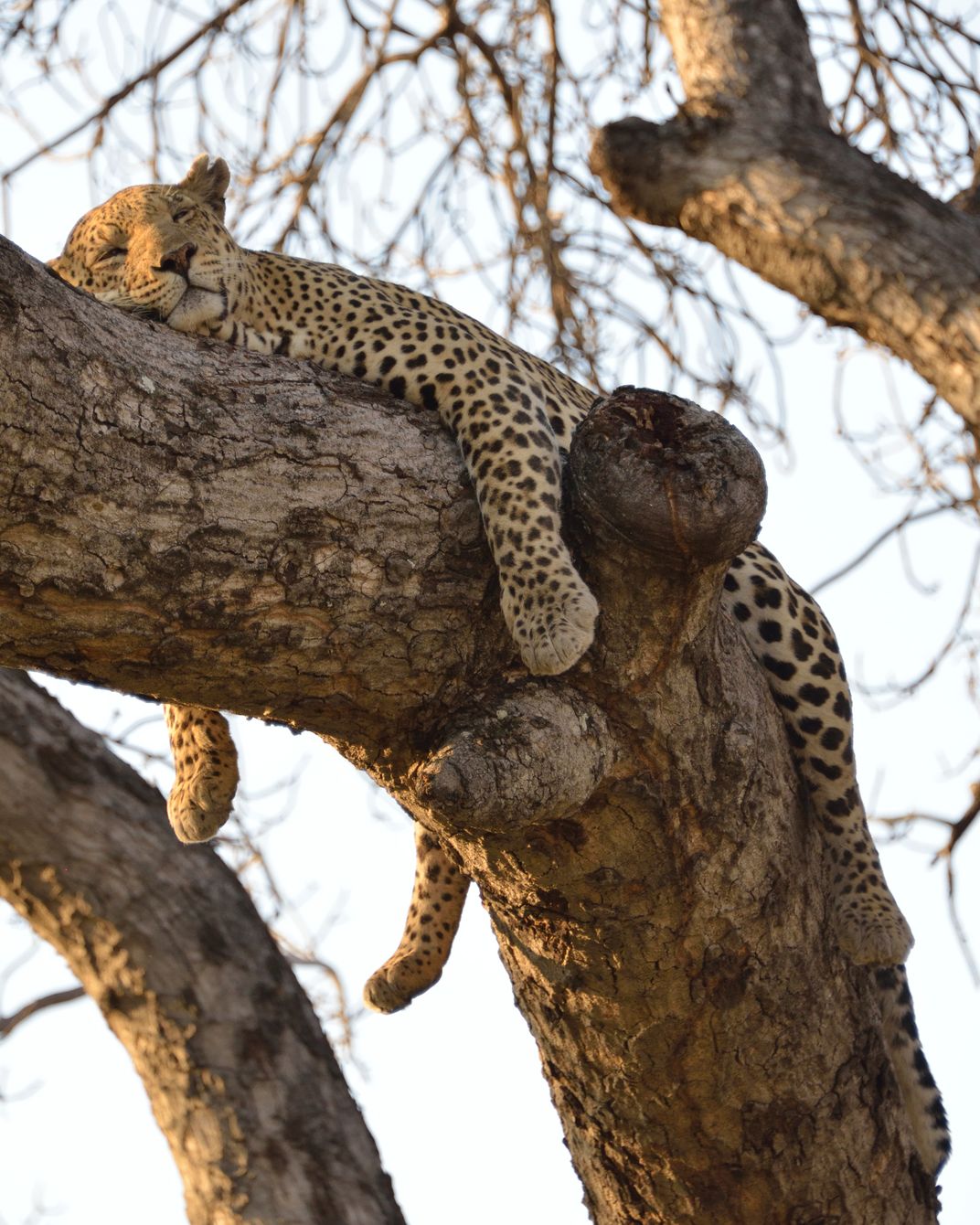 Leopard abed in a tree | Smithsonian Photo Contest | Smithsonian Magazine