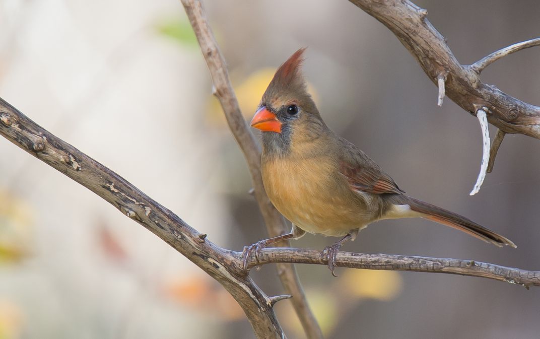 Female cardinal | Smithsonian Photo Contest | Smithsonian Magazine