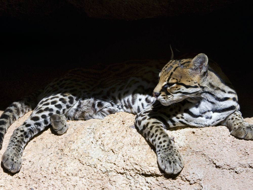 Rare Ocelot Caught on Camera in Arizona, the First Sighting in Its Area ...