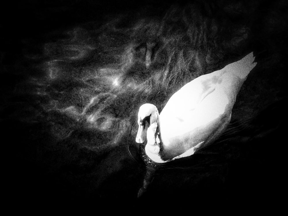 Swiss Swan | Smithsonian Photo Contest | Smithsonian Magazine