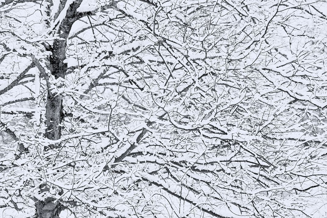 Winter Trees 2 | Smithsonian Photo Contest | Smithsonian Magazine