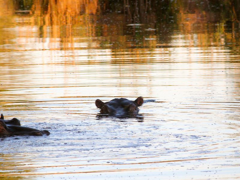 Hippo's Bathing | Smithsonian Photo Contest | Smithsonian Magazine
