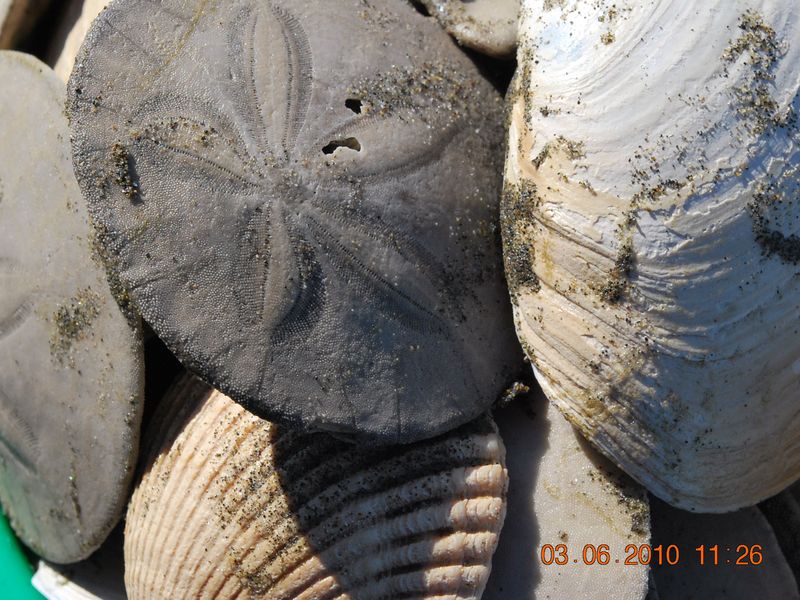 Collected sea shells. This is a bucket of collected sea shells off of ...