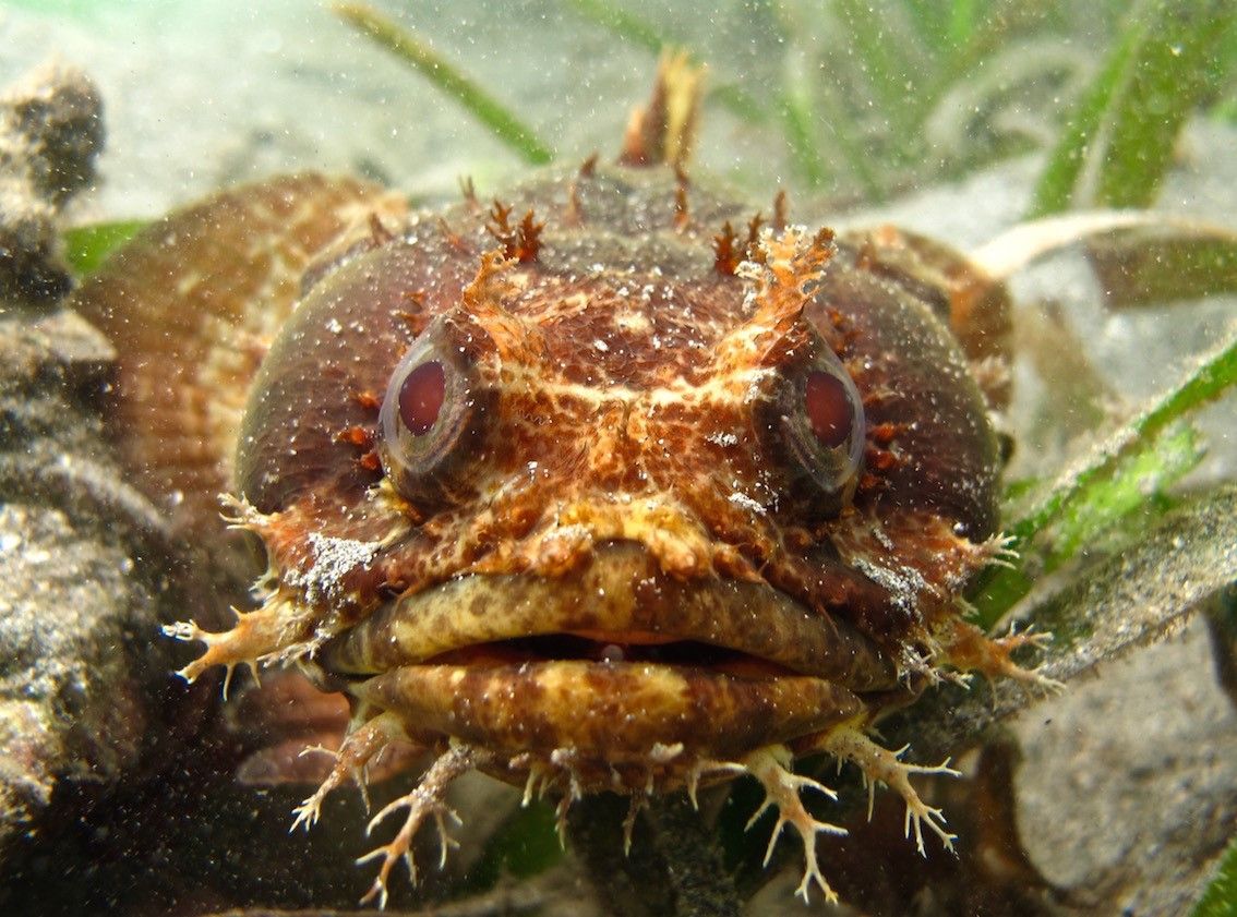 The Ugly Fish That Sings Its Own Song | Smithsonian Voices ...