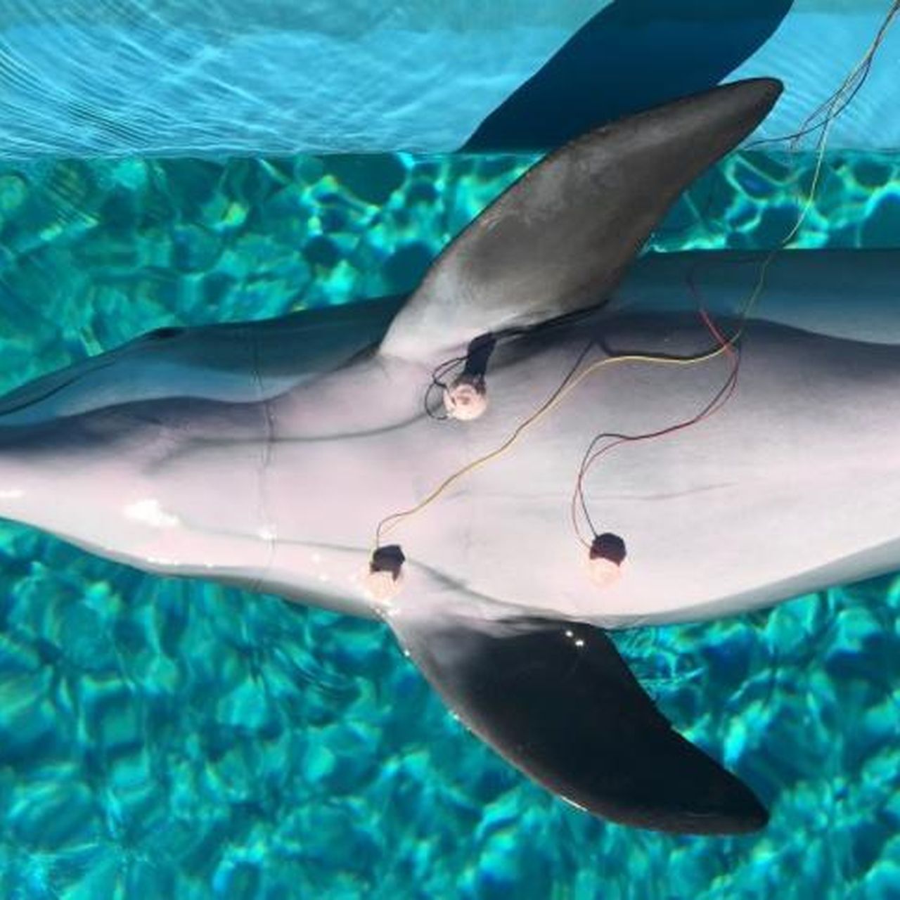 atomic heart dolphins