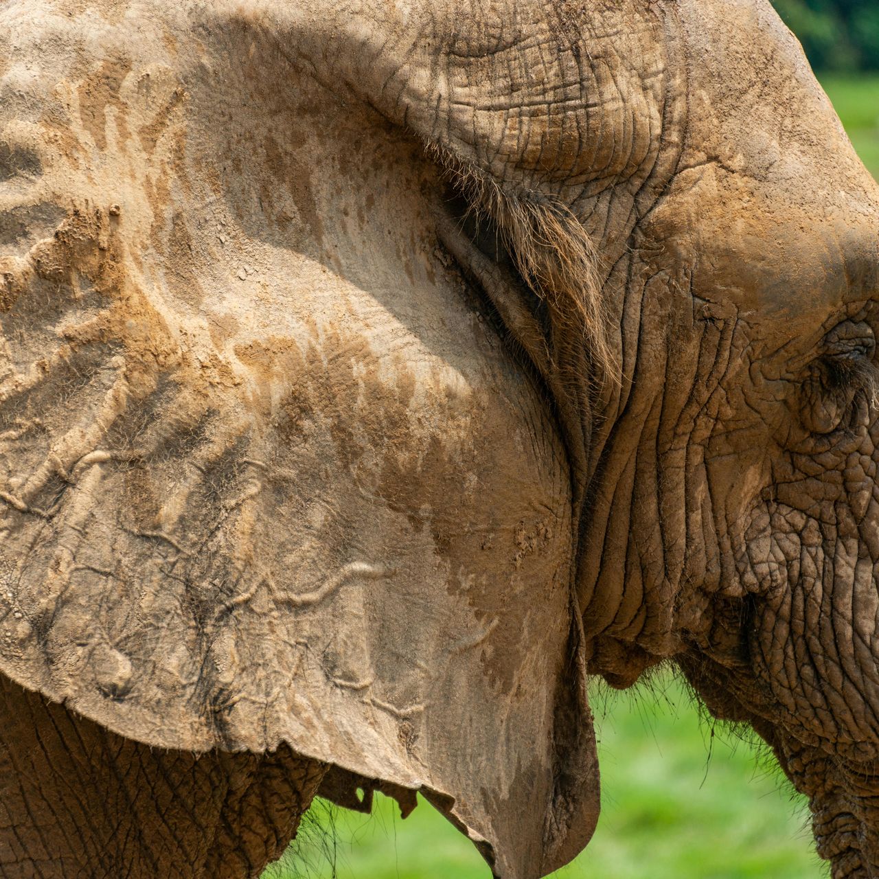 animals without outer ears