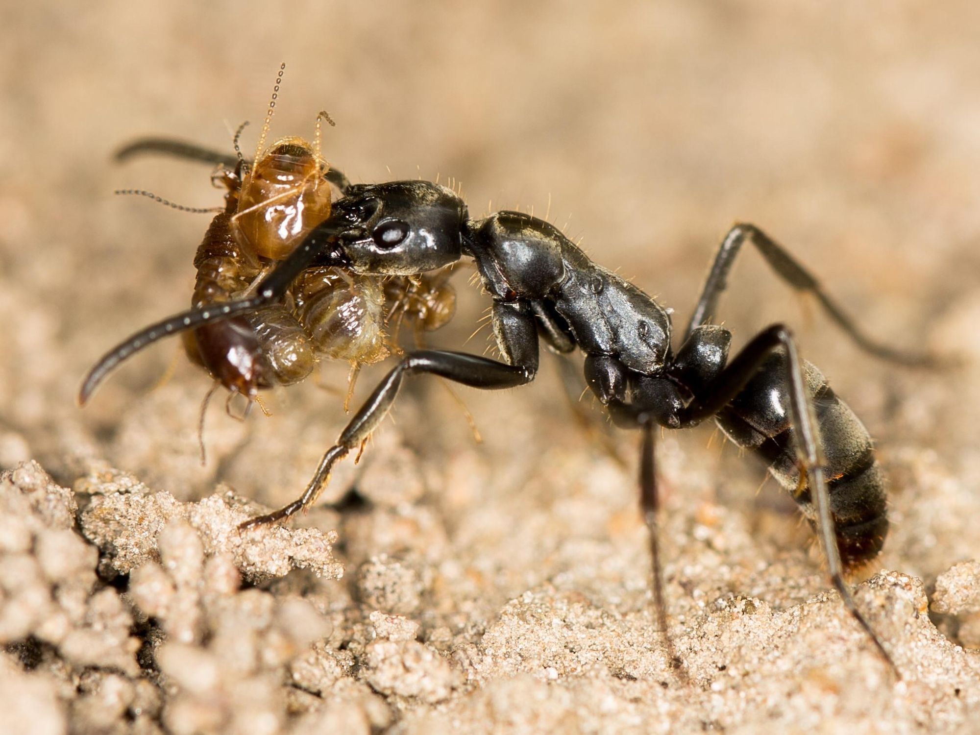 These Ants Give Life-Saving Treatment to Injured Nest-Mates