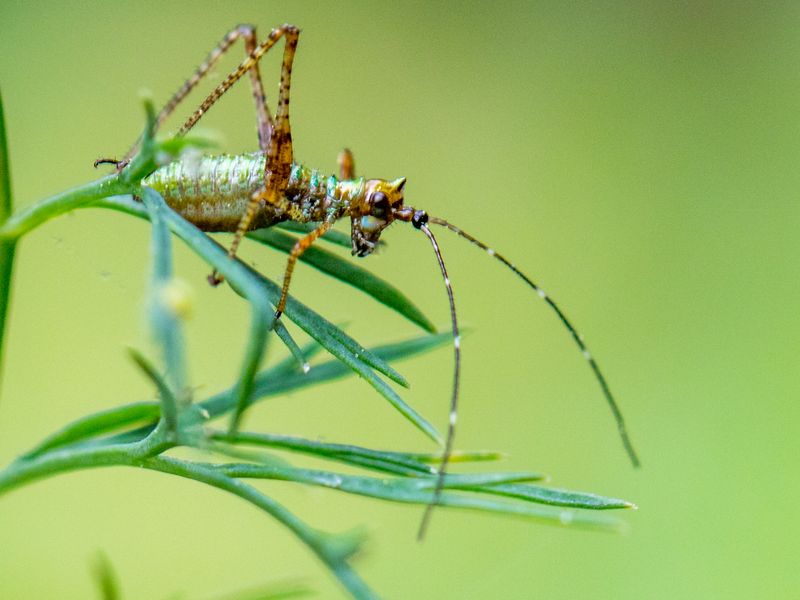 Katydid nymph | Smithsonian Photo Contest | Smithsonian Magazine