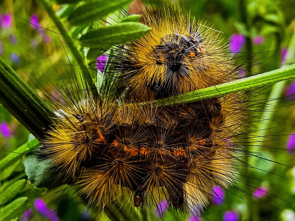 Hernyó macro | Smithsonian Photo Contest | Smithsonian Magazine