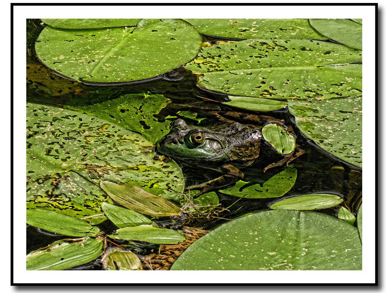 Frog in lily pads photographed from a kayak in Musonville, New ...