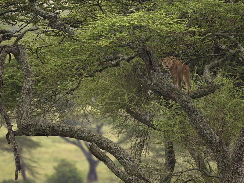 Lion on a tree | Smithsonian Photo Contest | Smithsonian Magazine