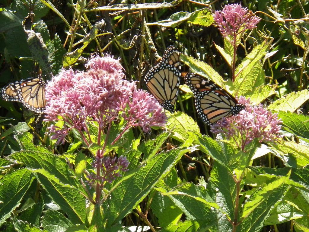 Fall Butterflies | Smithsonian Photo Contest | Smithsonian Magazine