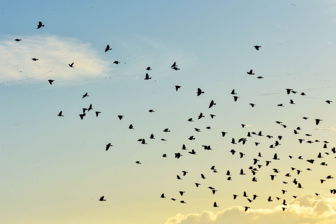 Takeoff at Sunset | Smithsonian Photo Contest | Smithsonian Magazine