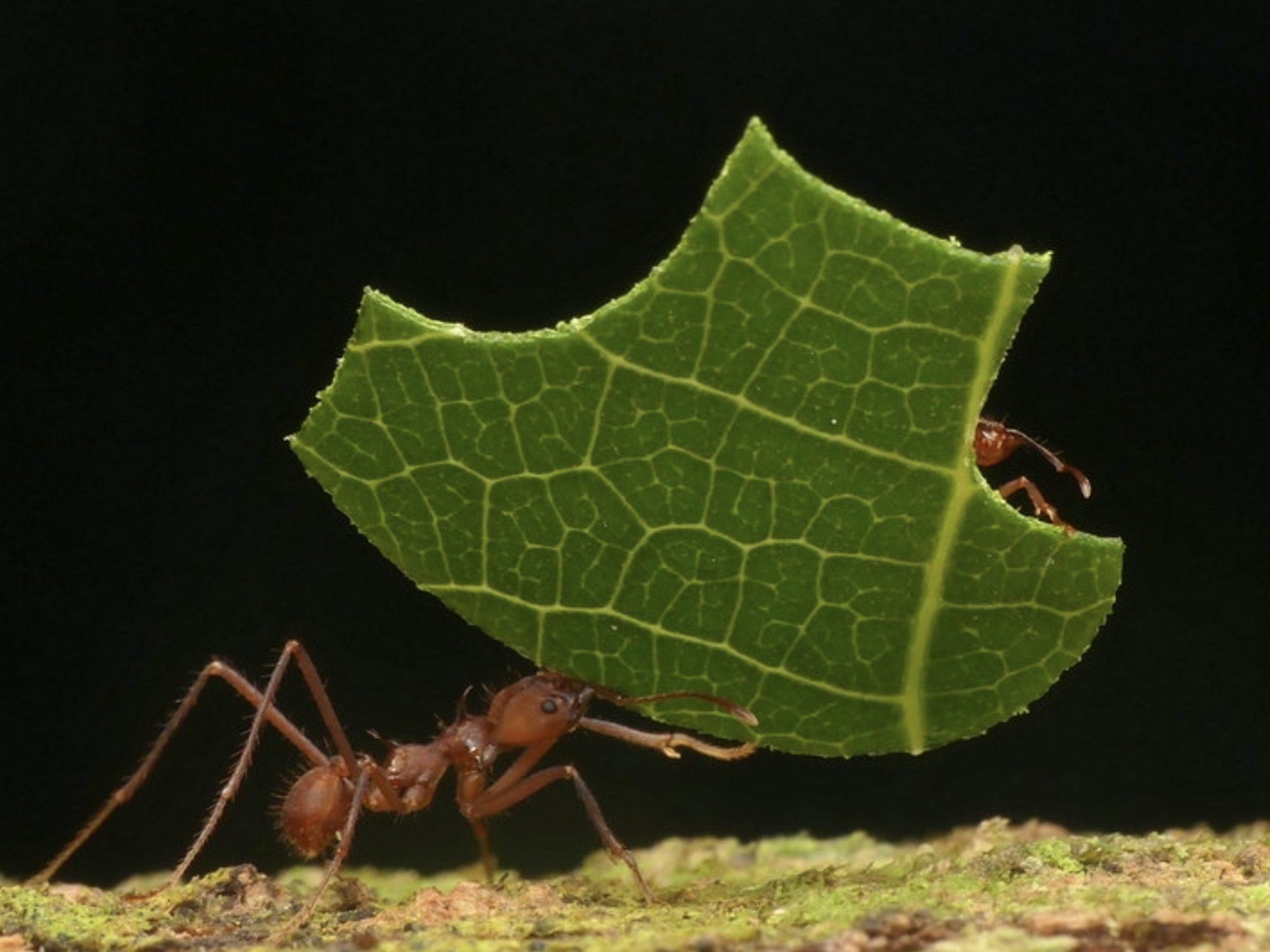 How Leafcutter Ants and Other Culinary Creatures Prepare a Feast ...
