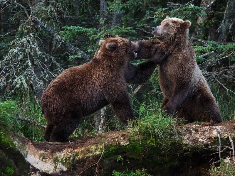 Grizzly Bears Fighting | Smithsonian Photo Contest | Smithsonian Magazine