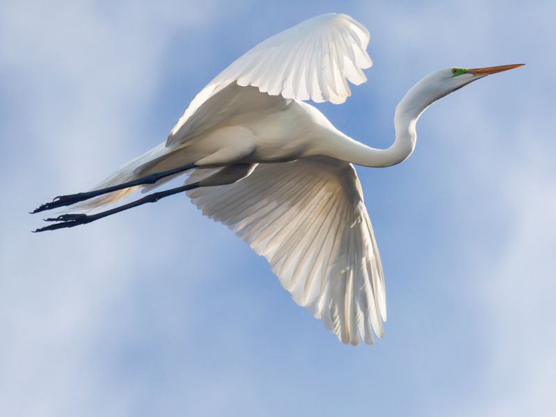 Egret Flying | Smithsonian Photo Contest | Smithsonian Magazine