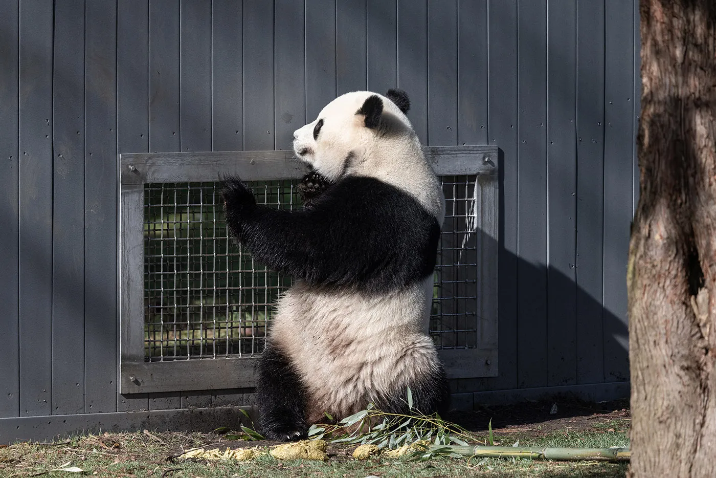 Flirting Like a Panda: Spring Sparks for Bao Li and Qing Bao at the ...