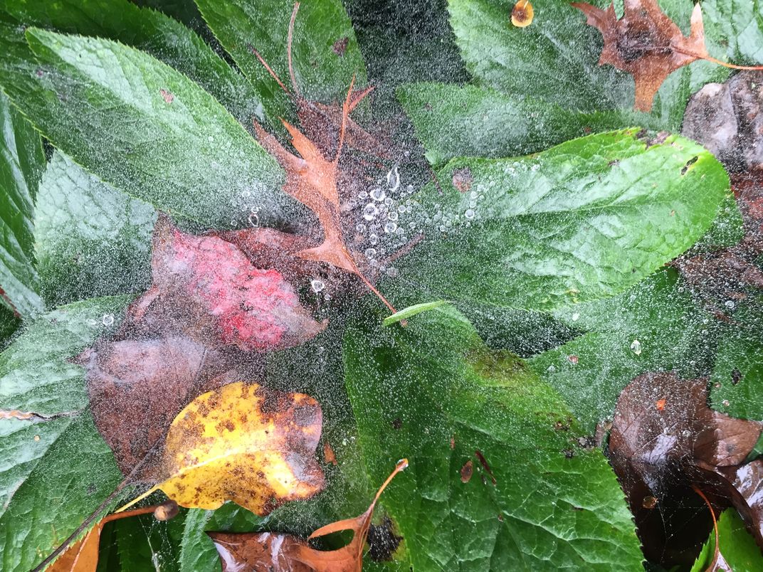 Morning dew on autumn leaves | Smithsonian Photo Contest | Smithsonian ...