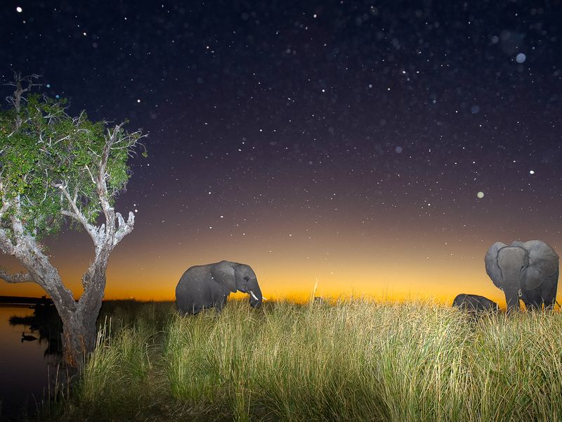 An Elephant Scene | Smithsonian Photo Contest | Smithsonian Magazine