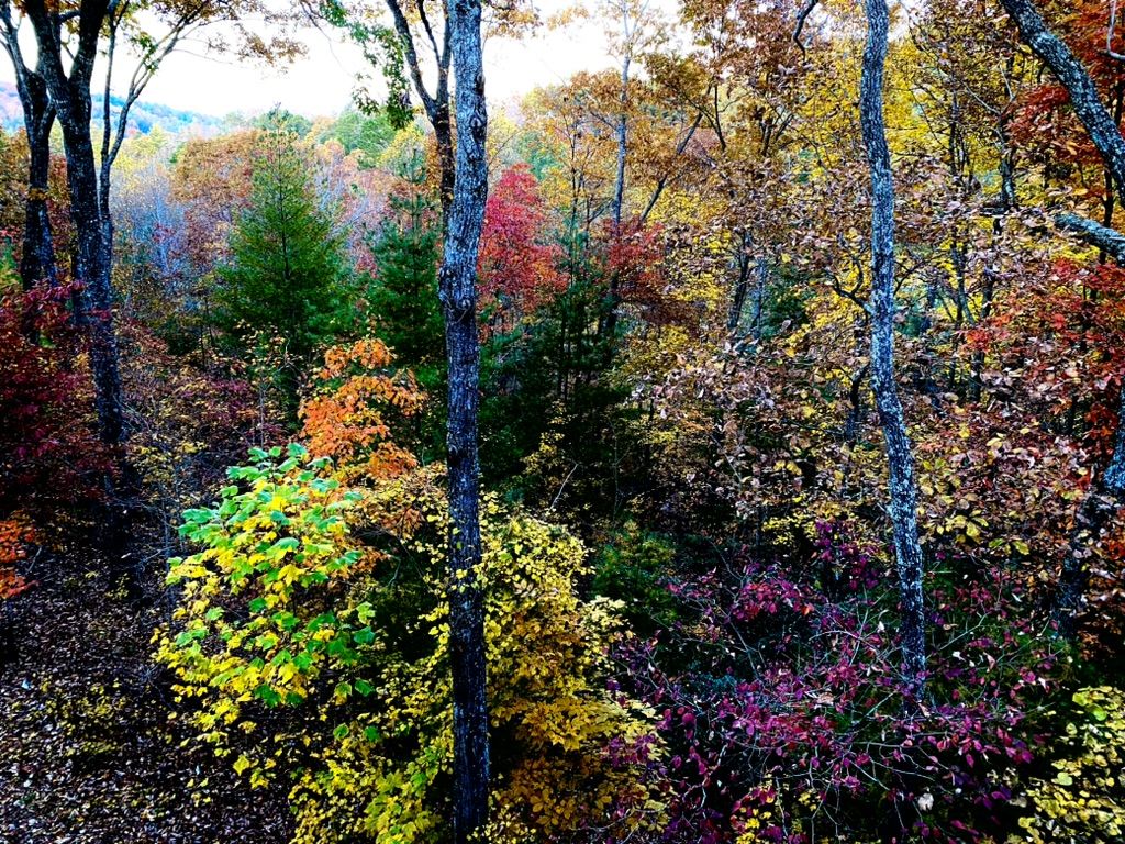 The beauty of fall colors | Smithsonian Photo Contest | Smithsonian ...