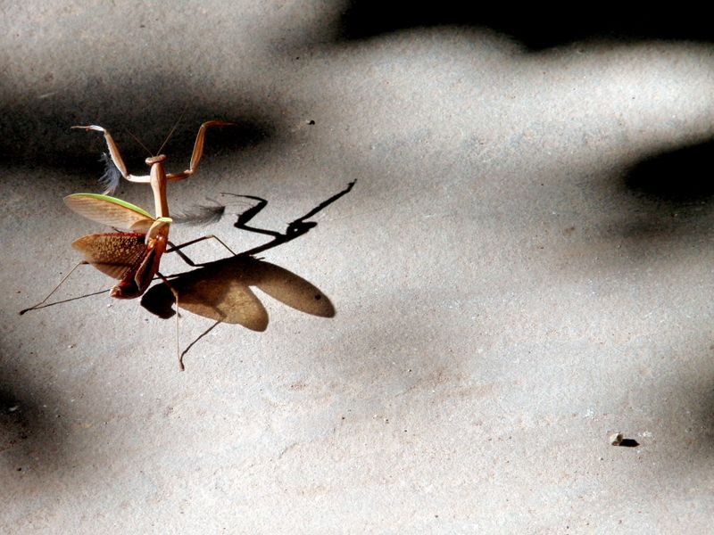 Praying Mantis in fighting stance after a scuffle with a House Sparrow ...