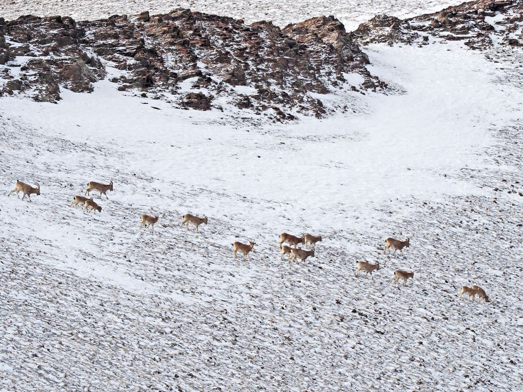Ibex high up in the Altai Mountains | Smithsonian Photo Contest ...