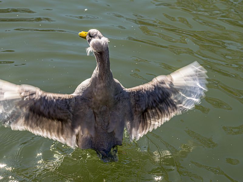 Duck stretching its wings | Smithsonian Photo Contest | Smithsonian ...