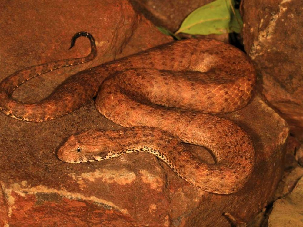 Yet Another Highly-Venomous Snake Discovered in Australia