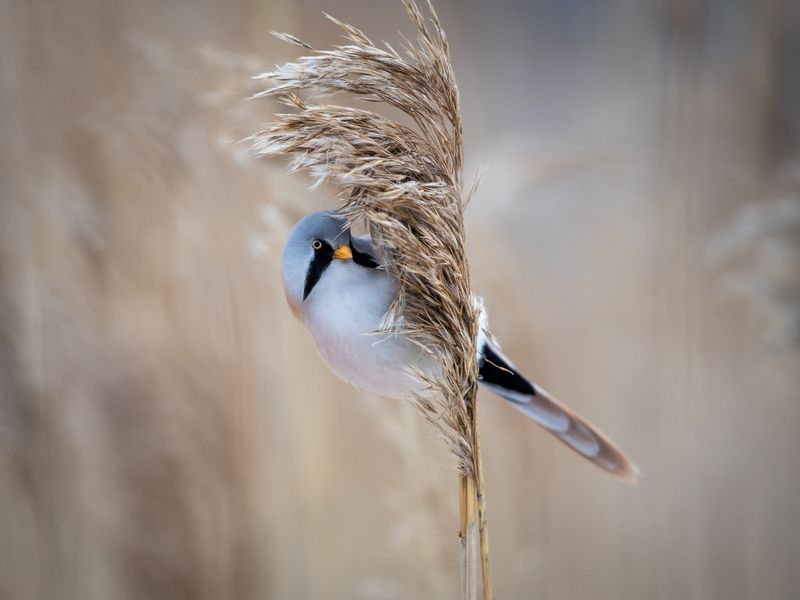 Bearded reedling | Smithsonian Photo Contest | Smithsonian Magazine