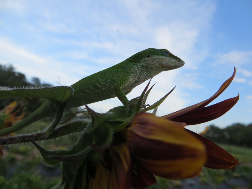 Lizard Garden Perch | Smithsonian Photo Contest | Smithsonian Magazine