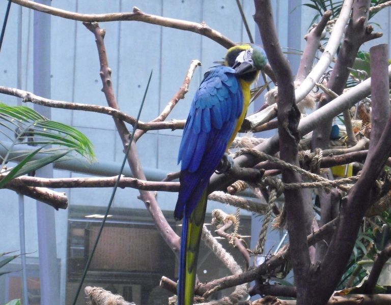 "Blue Macaw" Taken at the California Academy of Sciences' Amazon Rain ...