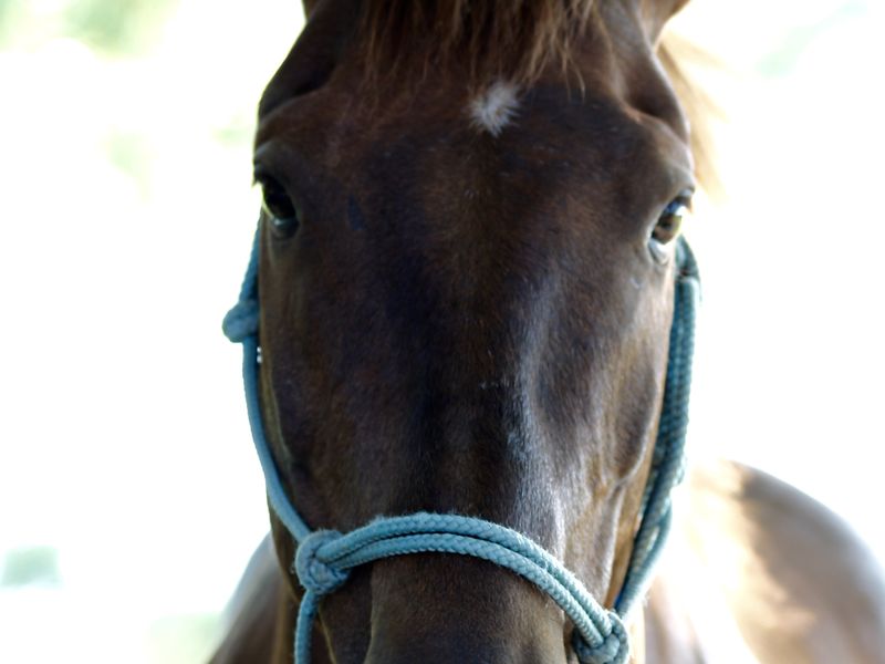 Chestnut mare | Smithsonian Photo Contest | Smithsonian Magazine