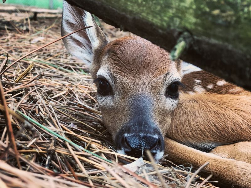 Fawn playing hide and seek | Smithsonian Photo Contest | Smithsonian ...
