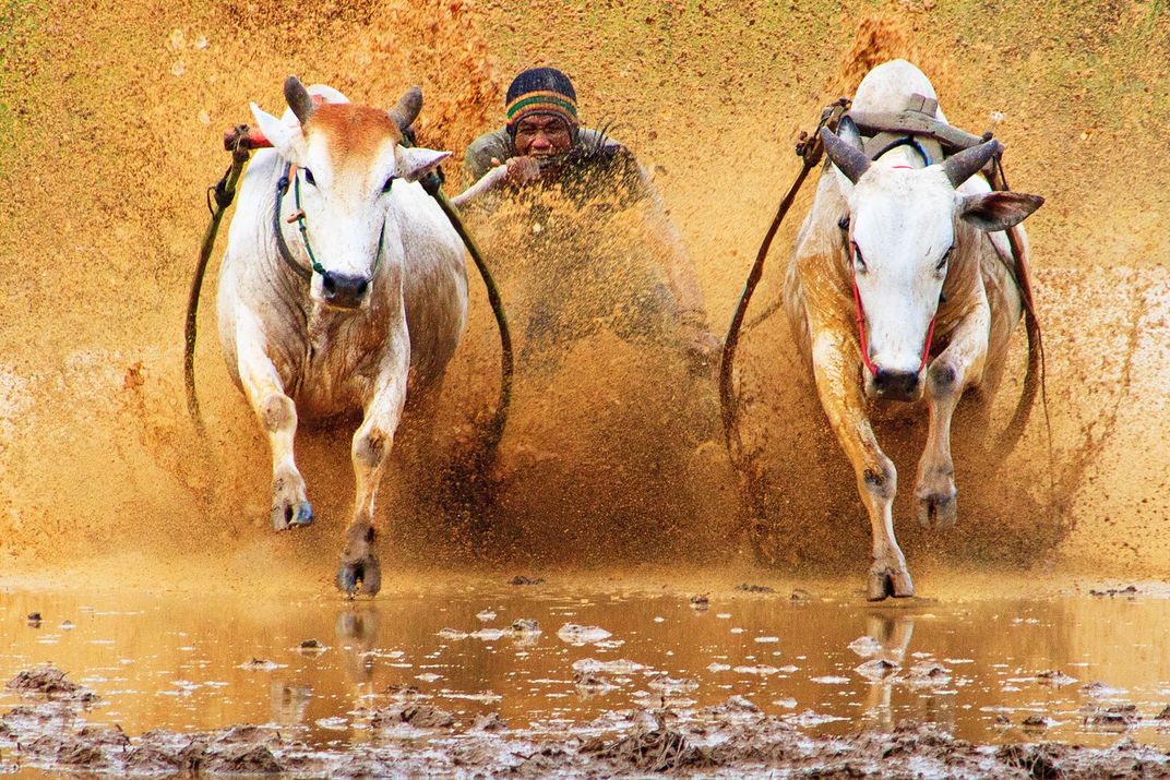 The cow racing shooting in indonesia padang west sumatra. | Smithsonian ...