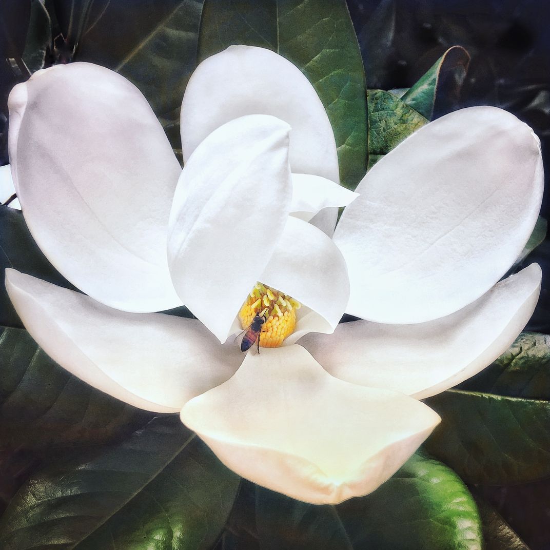 Magnolia Flower | Smithsonian Photo Contest | Smithsonian Magazine