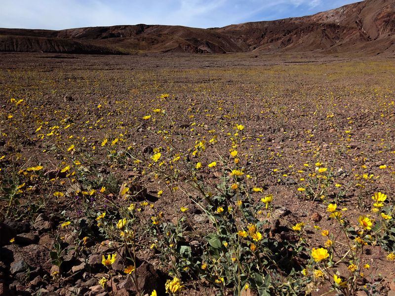 Death Valley's Super Bloom | Smithsonian Photo Contest | Smithsonian ...