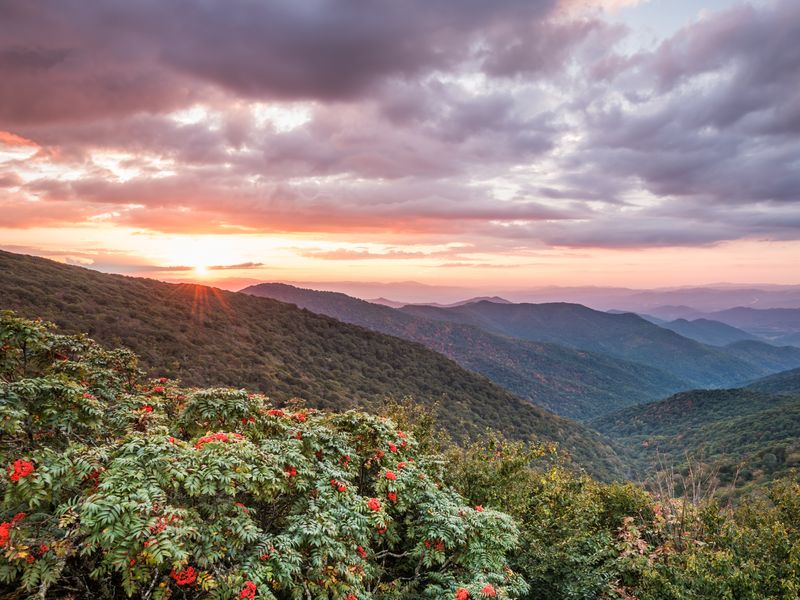Mountain Ash | Smithsonian Photo Contest | Smithsonian Magazine
