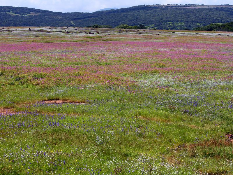 KAS- THE PLATEAU OF WILD FLOWERS -Situated Near Satara in Maharashtra ...