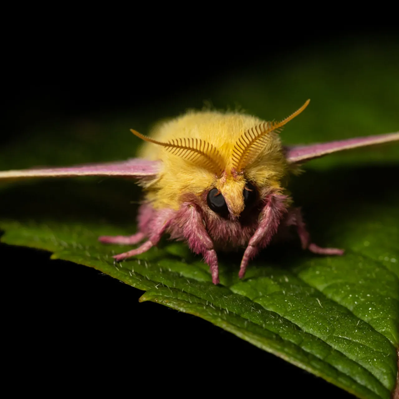 Rosy Maple Moth Rosy Maple Moth Moth Butterfly