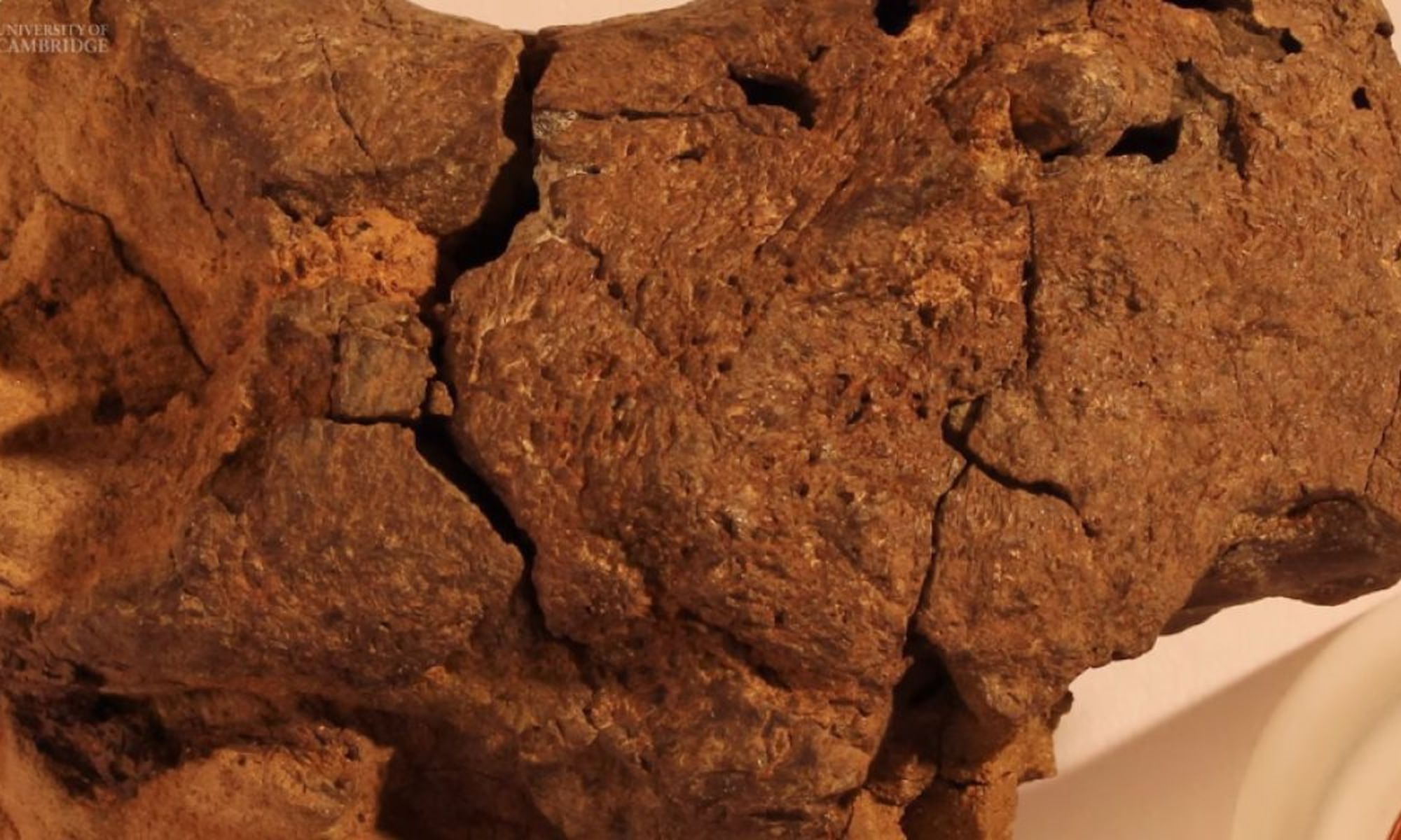 133-Million-Year-Old Pebble Discovered to Be First Fossilized Dinosaur ...